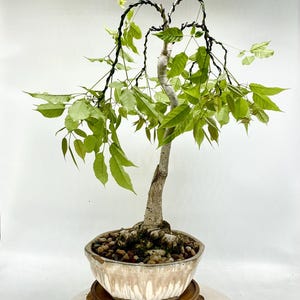 Yellow Literati Tabebuia Bonsai Tree, "strategic Pleasure" Collection ...