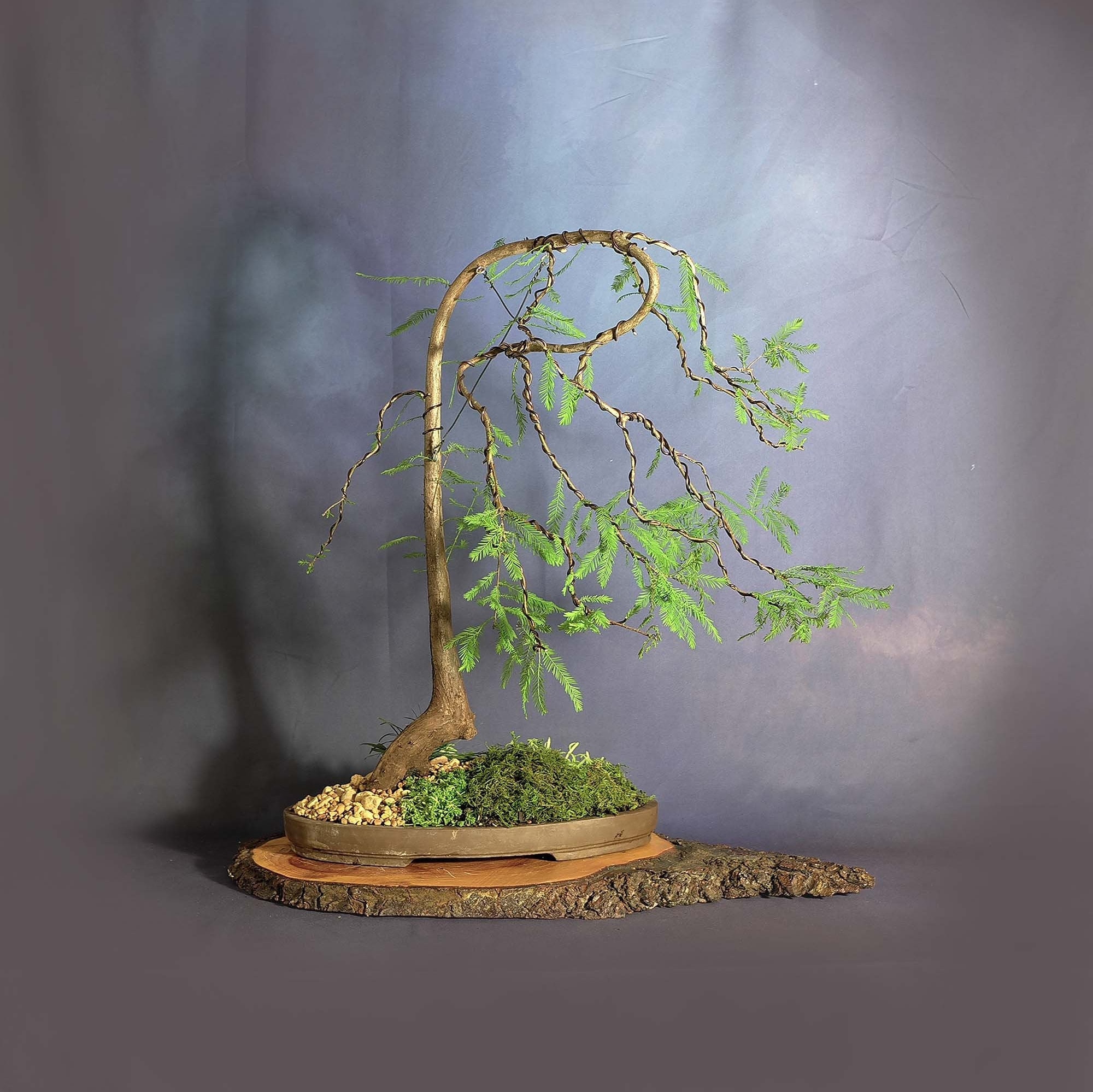 Cypress Bonsai