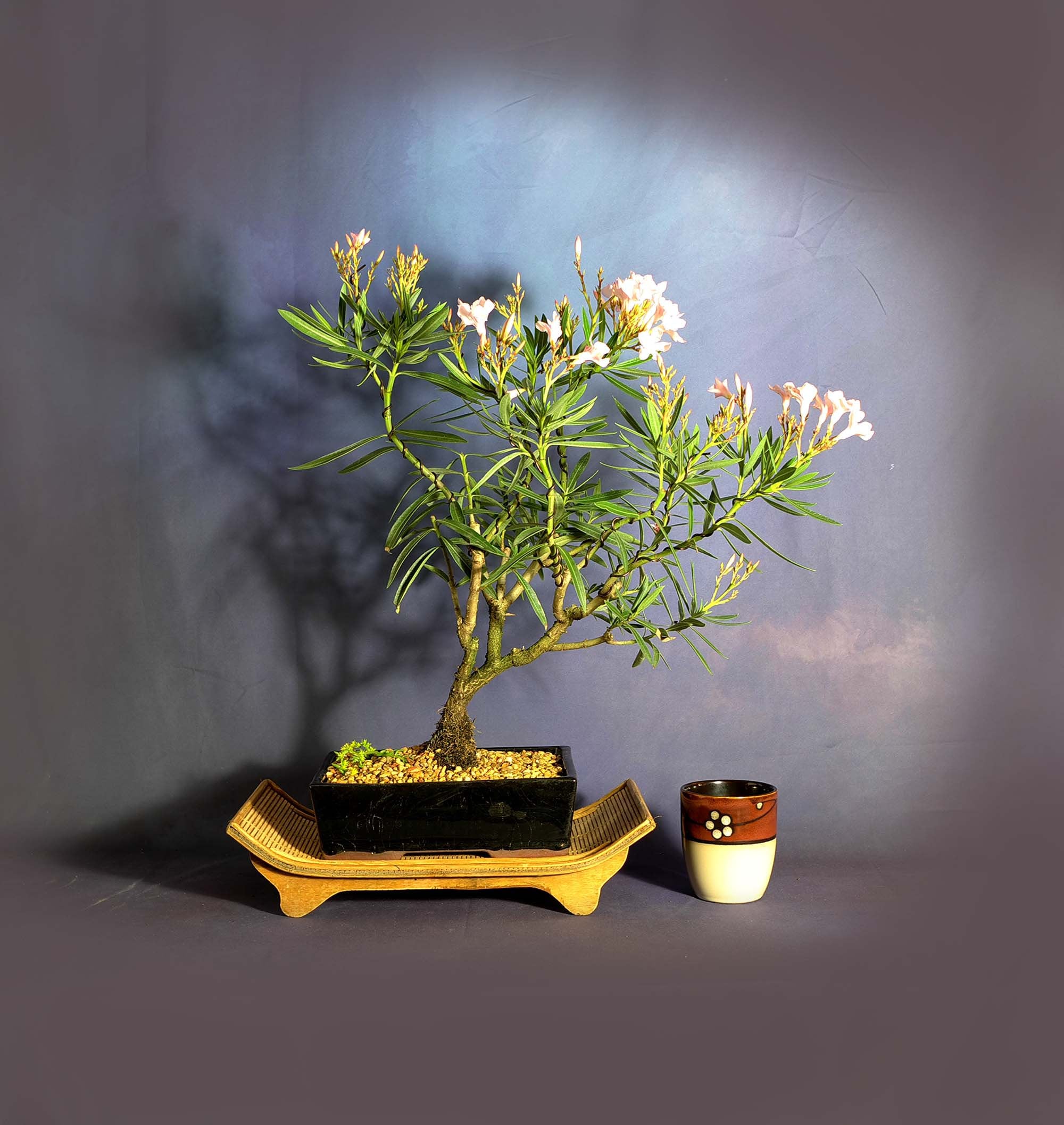 Outdoor & Gardening Home & Living Oleander bonsai tree Original ...