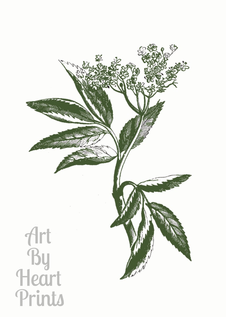 Herb Printable / Herb Print / Greenery Print / Greenery Art / | Etsy