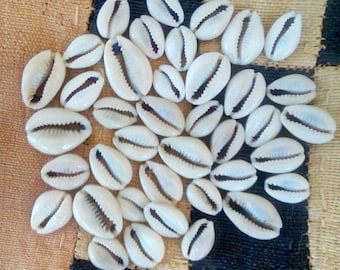 Cowrie Shells | Etsy