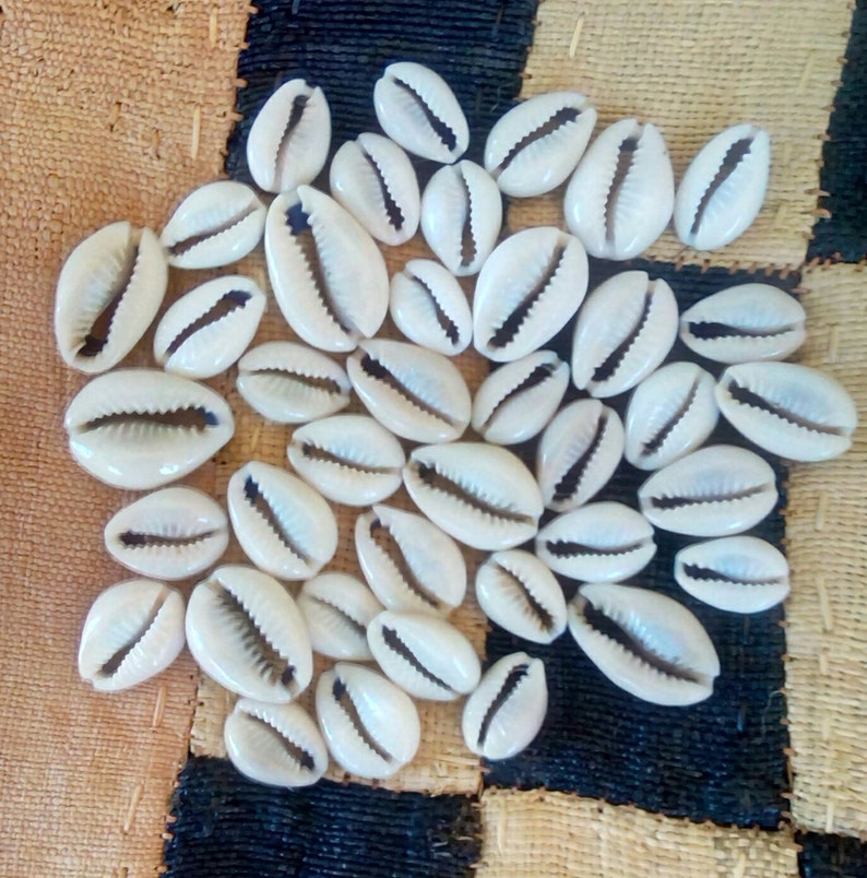 African Treasures 25 Cowrie Shells | Etsy