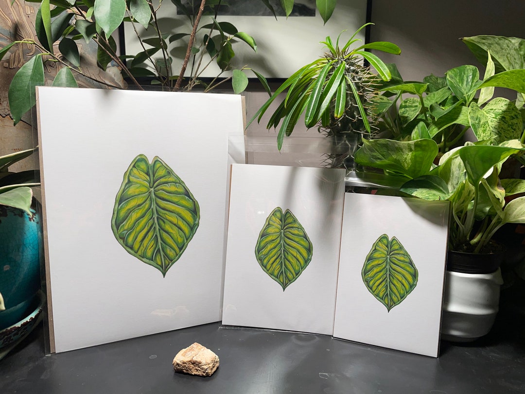 Alocasia Baby Dragonscale Wall Art Plant Print; Plant Leaf; Boho Home ...