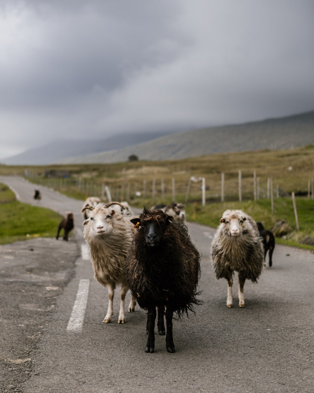 Travel Photography Faroe Islands Sheep Alexandre CHARGROS Photography ...