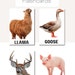 Farm Animal Flashcards Toddlers 20 Realistic Animals Educational ...