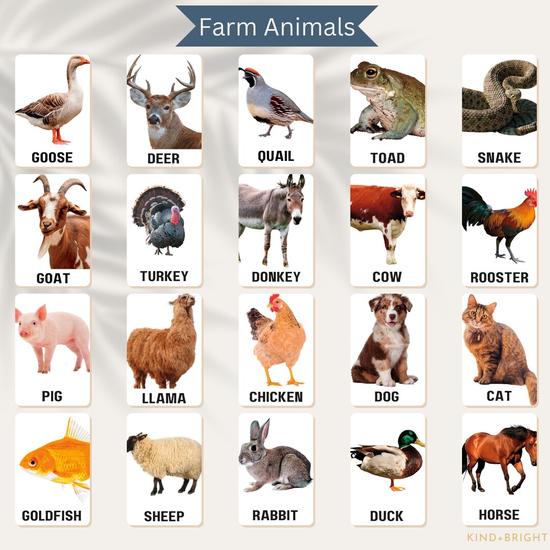 Animal Flashcards Bundle Set of 60 Cards Farm Sea Wildlife 60 Realistic ...