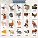Animal Flashcards Bundle Set of 60 Cards Farm Sea Wildlife 60 - Etsy