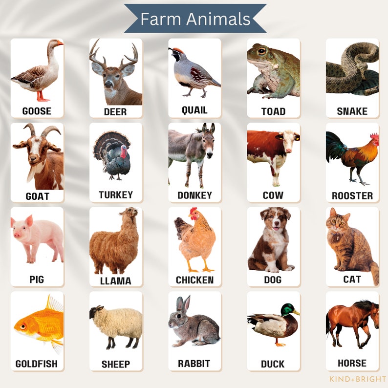 Animal Flashcards Bundle Set of 60 Cards Farm Sea Wildlife 60 - Etsy