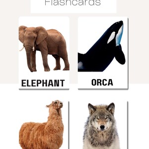 Animal Flashcards Bundle Set of 60 Cards Farm Sea Wildlife 60 Realistic ...
