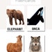 Animal Flashcards Bundle Set of 60 Cards Farm Sea Wildlife 60 - Etsy