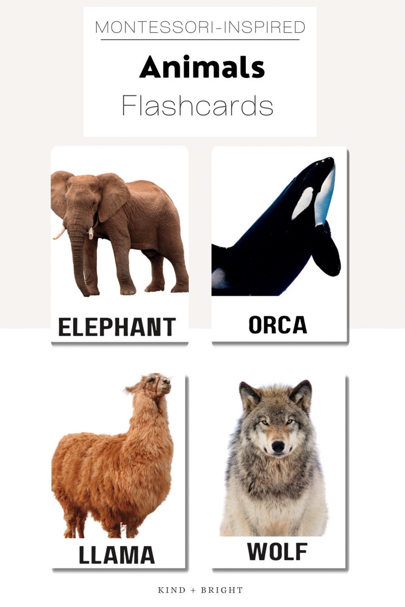 Animal Flashcards Bundle Set of 60 Cards Farm Sea Wildlife 60 - Etsy