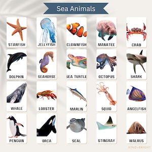 Animal Flashcards Bundle Set of 60 Cards Farm Sea Wildlife 60 Realistic ...