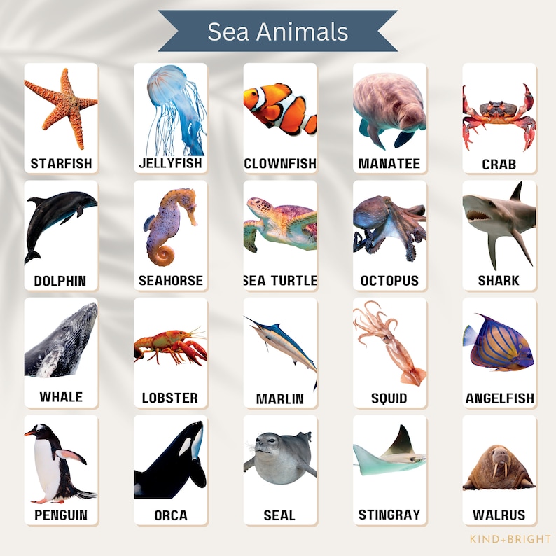 Animal Flashcards Bundle Set of 60 Cards Farm Sea Wildlife 60 - Etsy