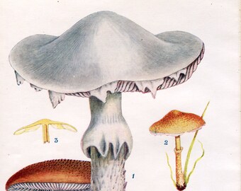 Fungi Selection Illustrated by George Massee 1911 Print - Original ...