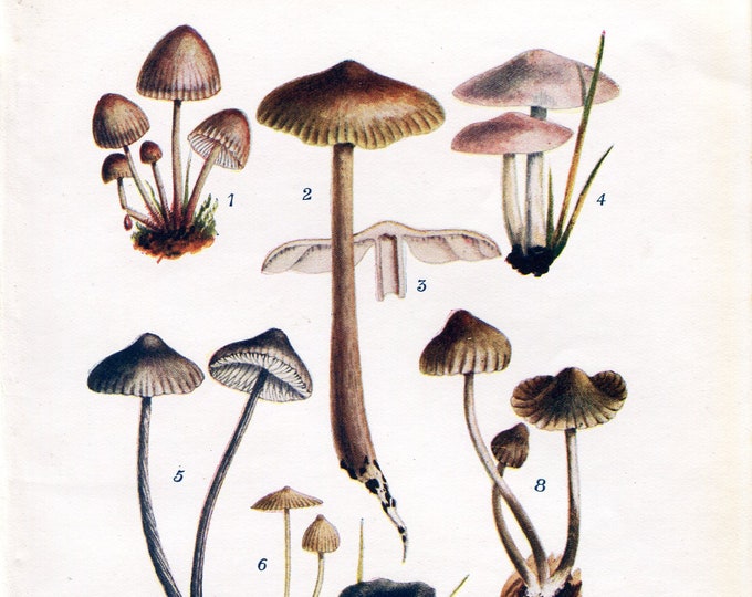 Fungi Selection Illustrated by George Massee 1911 Print Original ...