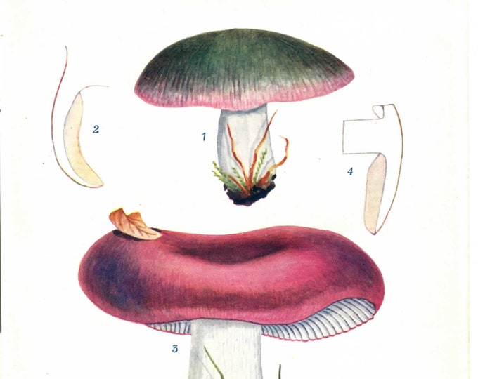 Fungi Selection Illustrated by George Massee 1911 Print Original ...