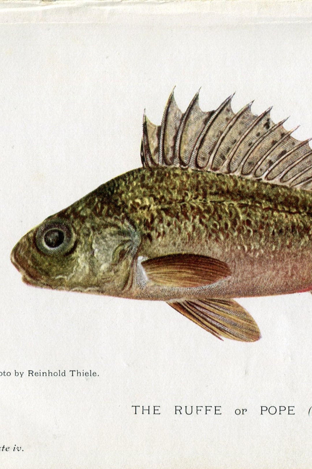 Antique Ruffe Fish Print by Sir Herbert Maxwell 1904 1st Edition ...