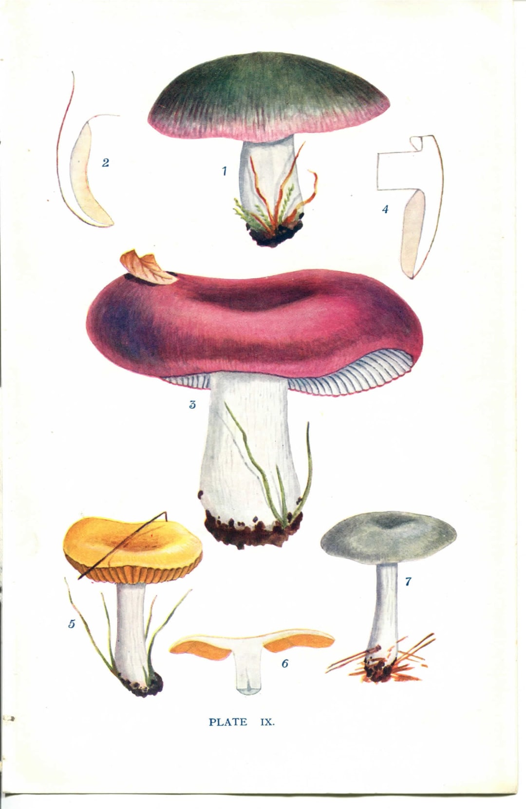 Fungi Selection Illustrated by George Massee 1911 Print Original ...