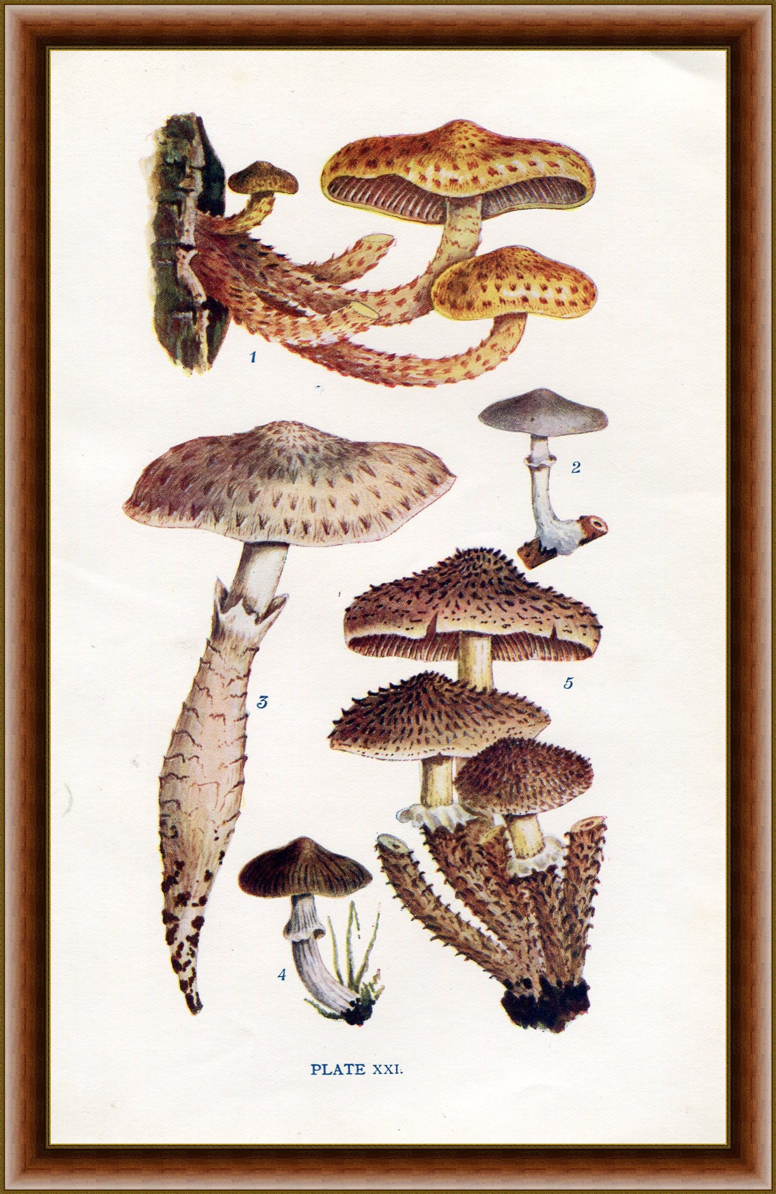 Fungi Selection Illustrated by George Massee 1911 Print Original ...