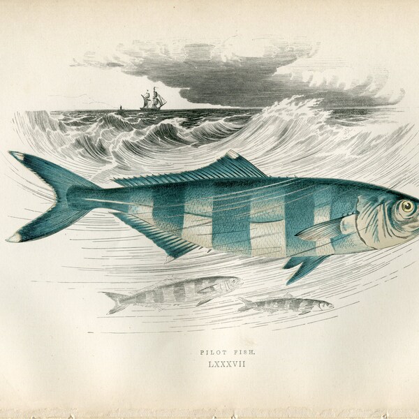 Antique Fish Print - Etsy