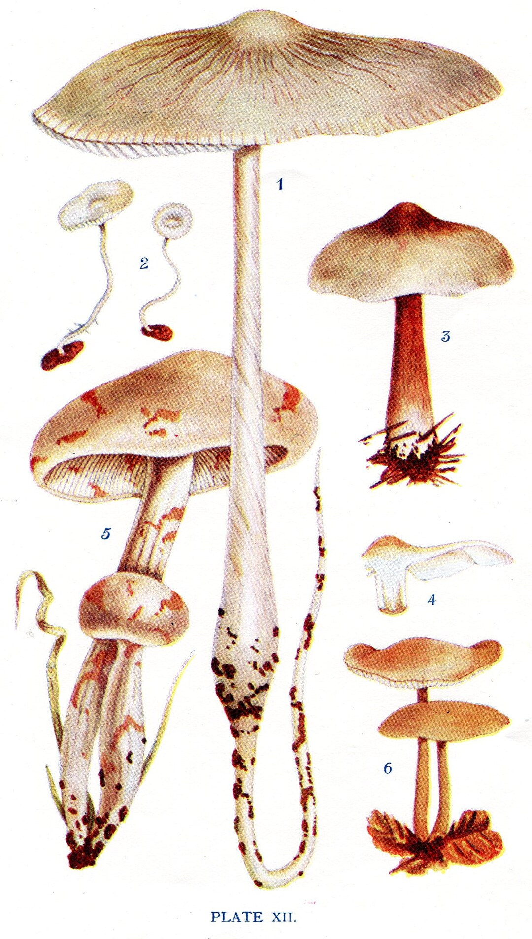 Fungi Selection Illustrated by George Massee 1911 Print - Original ...