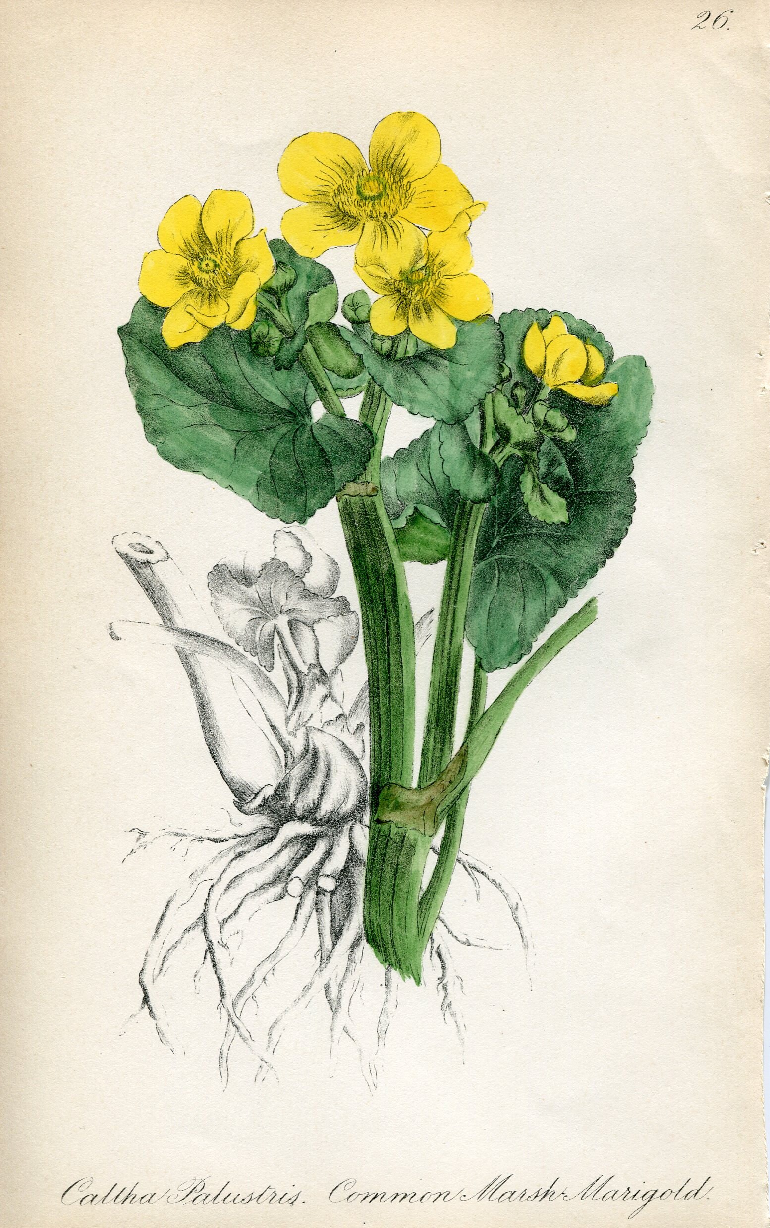 Marsh Marigold Drawing