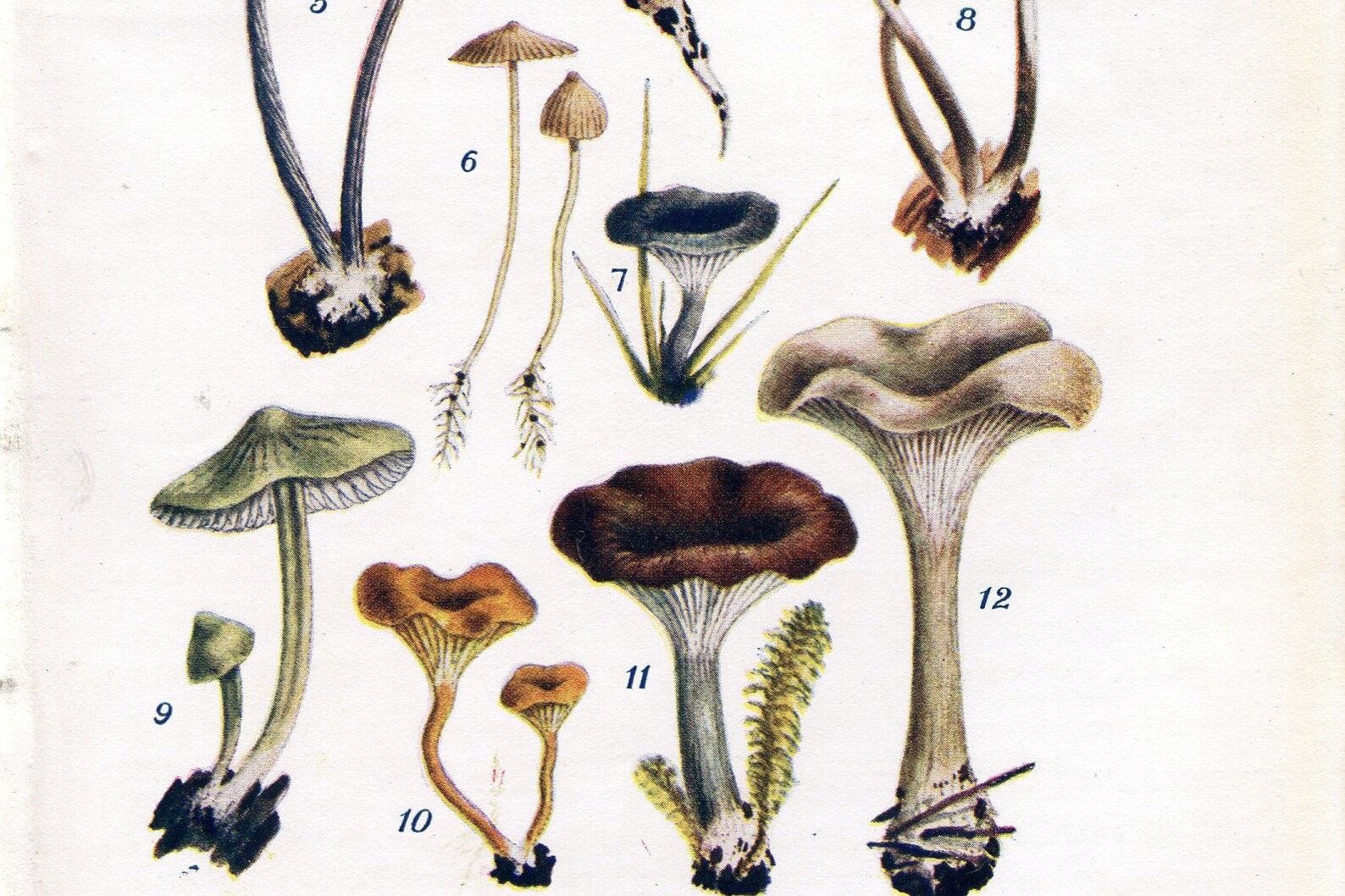 Fungi selection illustrated by George Massee 1911 print | Etsy