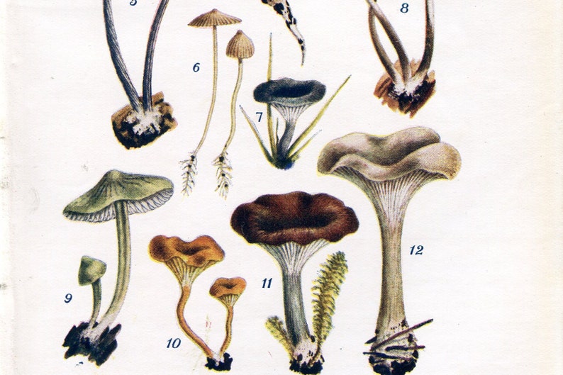 Fungi Selection Illustrated by George Massee 1911 Print | Etsy