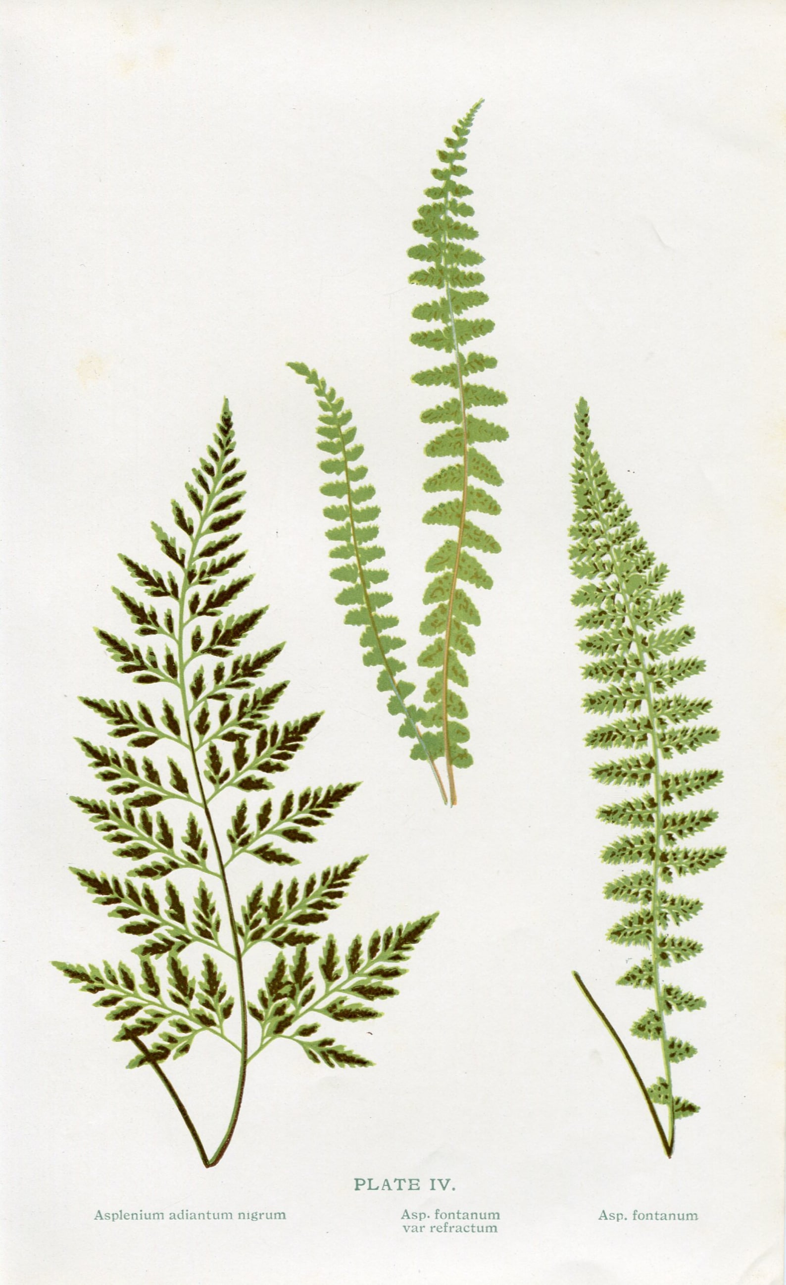 Asplenium Antique Botanical Print by Charles Druery Dated 1903 ...