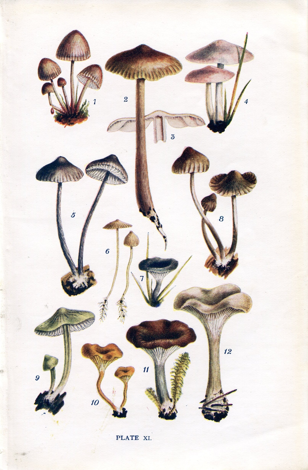 Fungi Selection Illustrated by George Massee 1911 Print Original ...