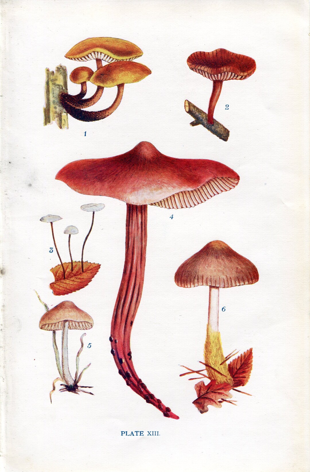 Fungi Selection Illustrated by George Massee 1911 Print - Original ...