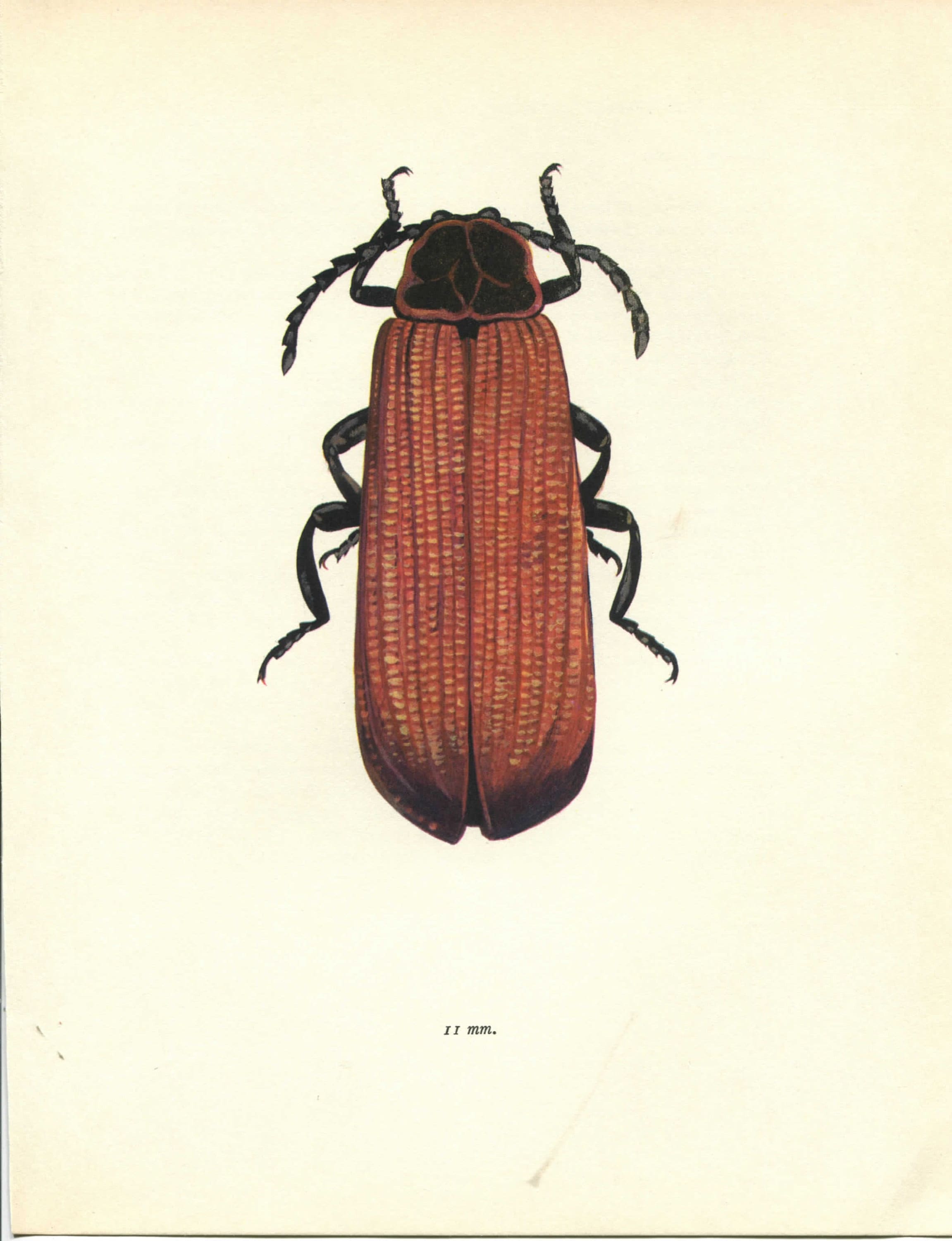 Vintage Insect Print Beetle Print Vladimir Bohac Bug Print - Etsy