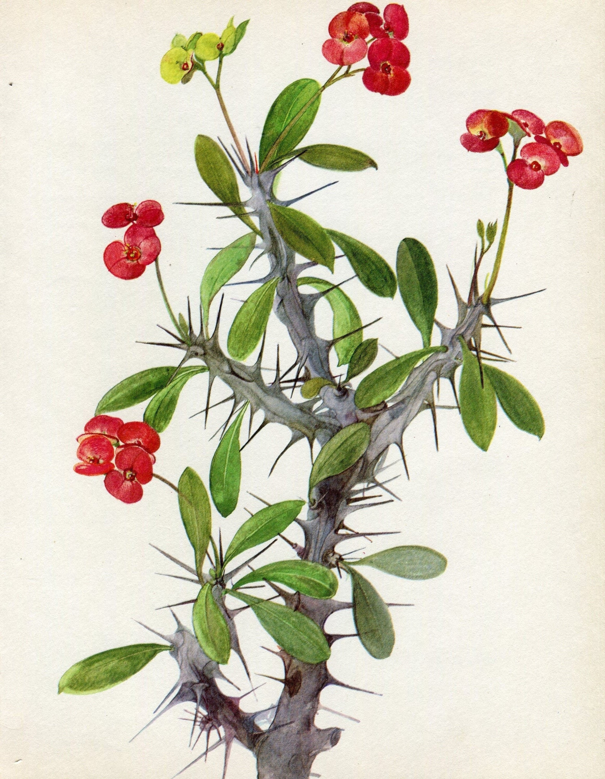 Euphorbia Plant Drawing