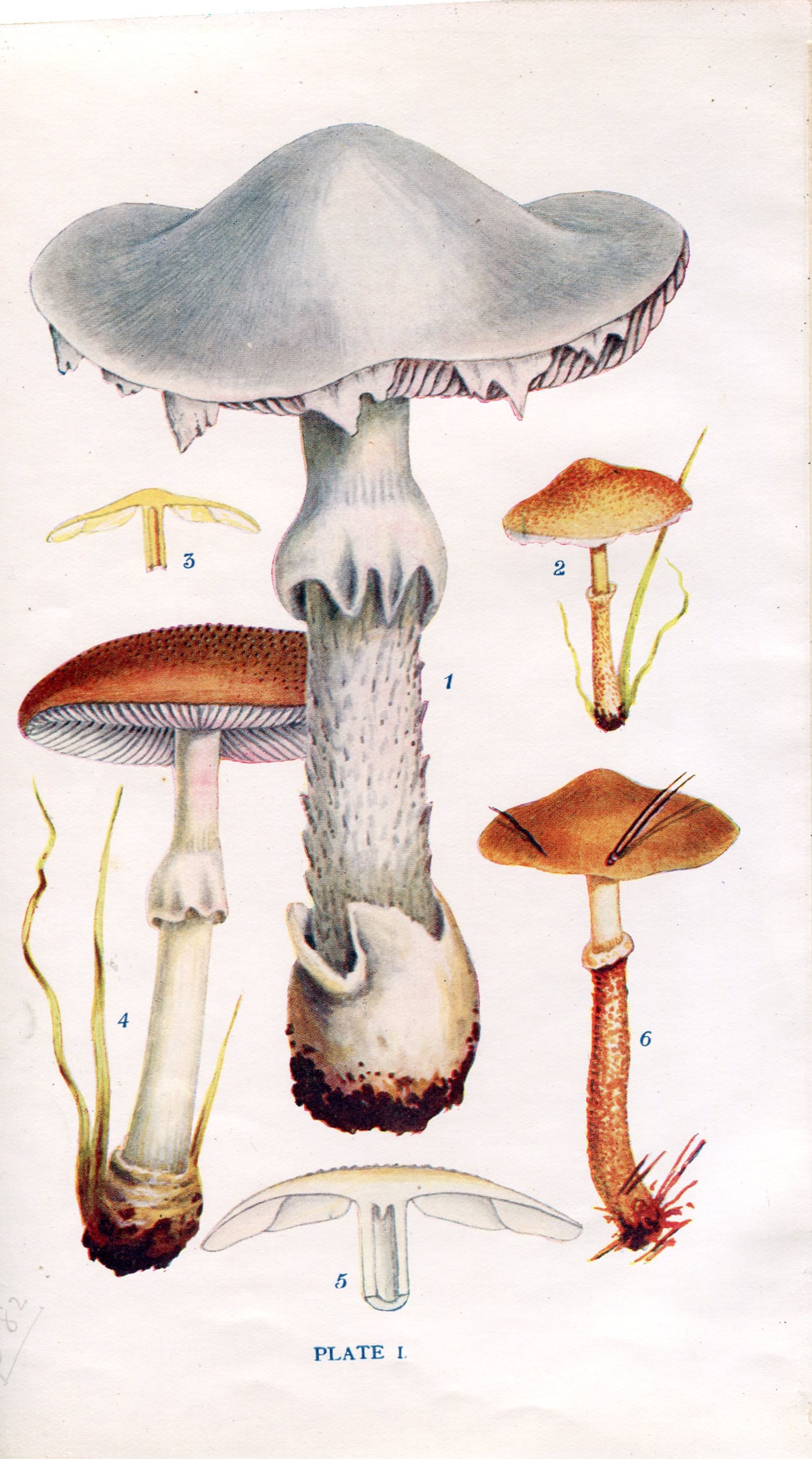 Fungi selection illustrated by George Massee 1911 print | Etsy