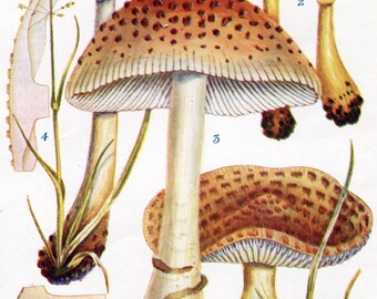 Fungi Selection Illustrated by George Massee 1911 Print - Original ...