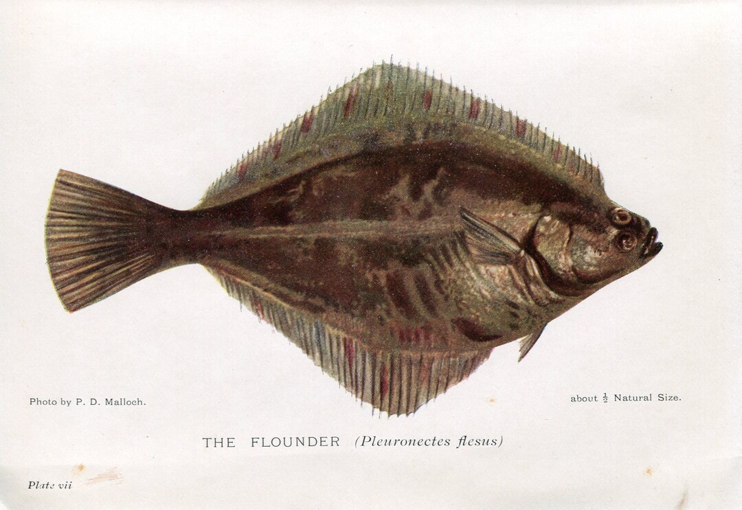 Antique Flounder Fish Print by Sir Herbert Maxwell 1904 1st Edition ...
