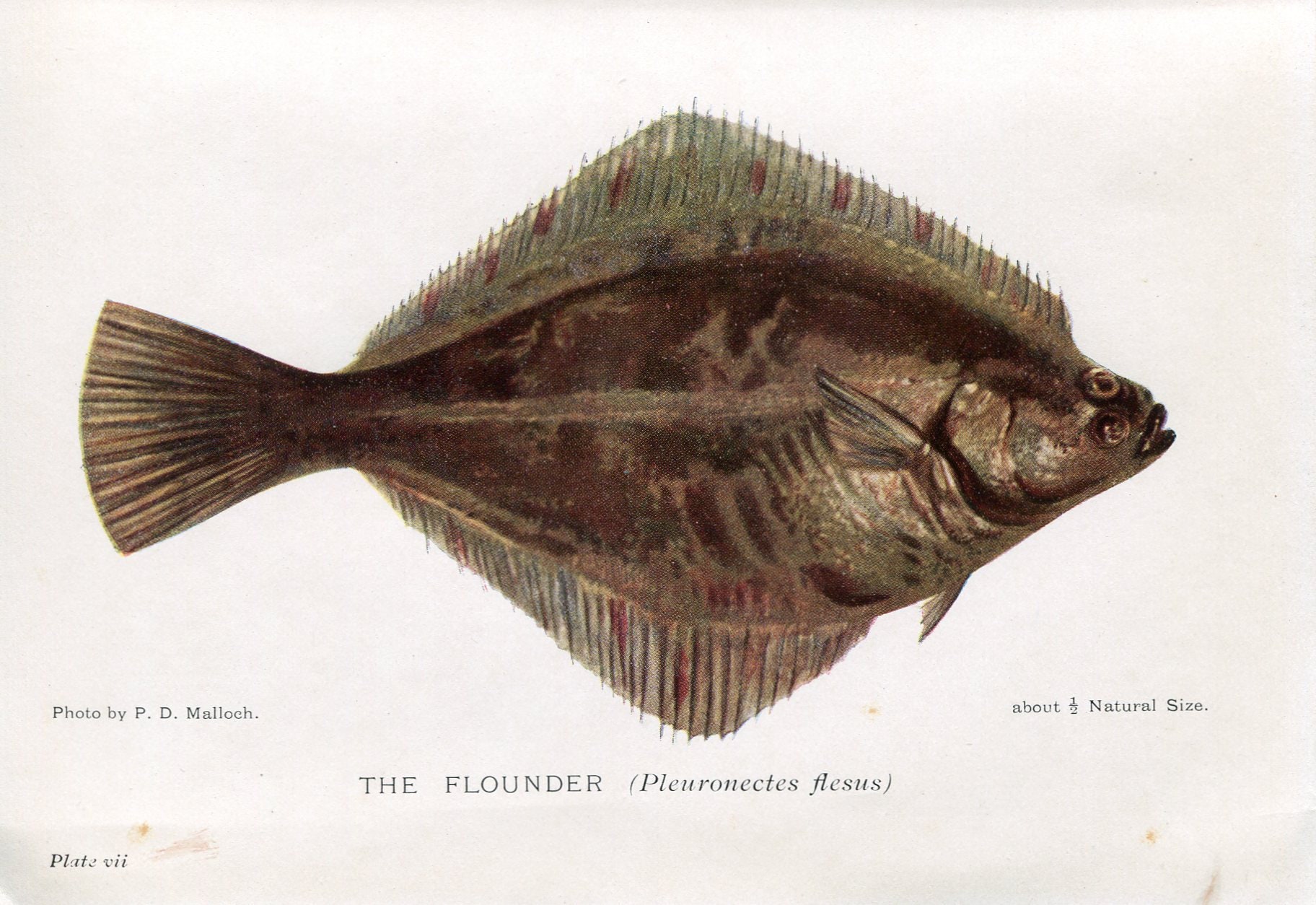 Antique Flounder fish print by Sir Herbert Maxwell 1904 | Etsy