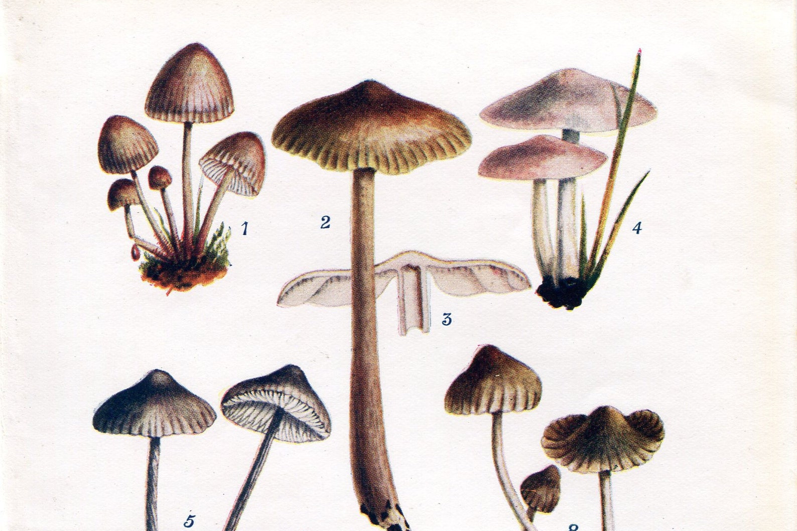 Fungi selection illustrated by George Massee 1911 print | Etsy