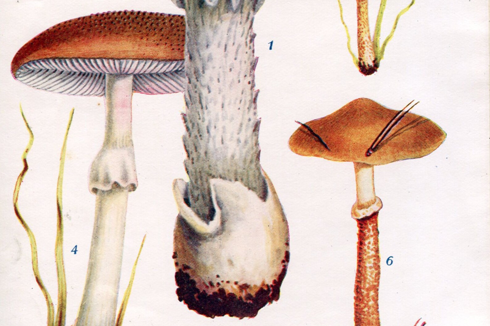 Fungi selection illustrated by George Massee 1911 print | Etsy