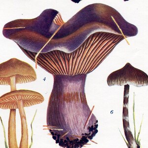 Fungi Selection Illustrated by George Massee 1911 Print - Original ...