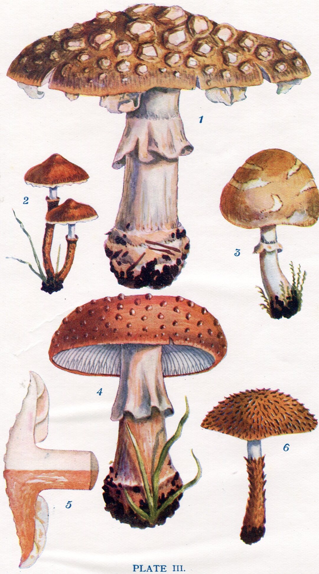Fungi Selection Illustrated by George Massee 1911 Print - Etsy