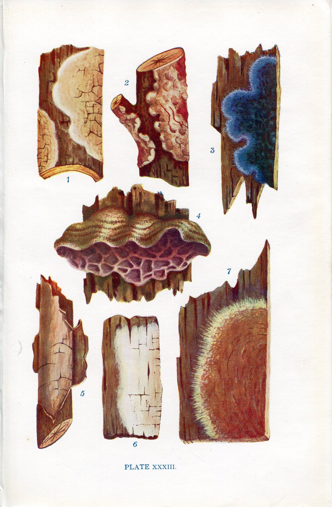 Fungi Selection Illustrated by George Massee 1911 Print - Original ...