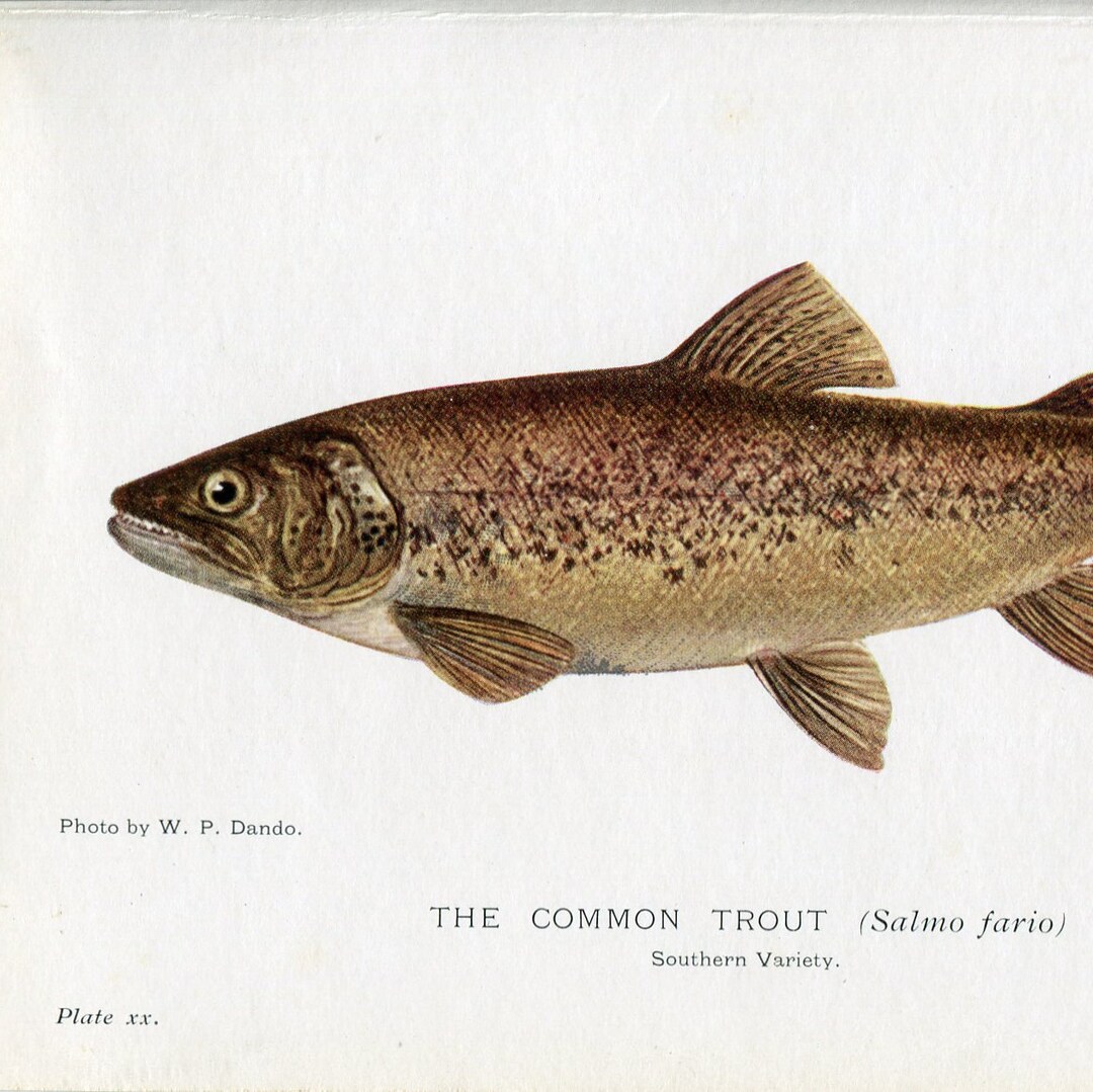 Antique Fish Print Trout Vintage Fish Art Maxwell Fish 1904 Fish ...