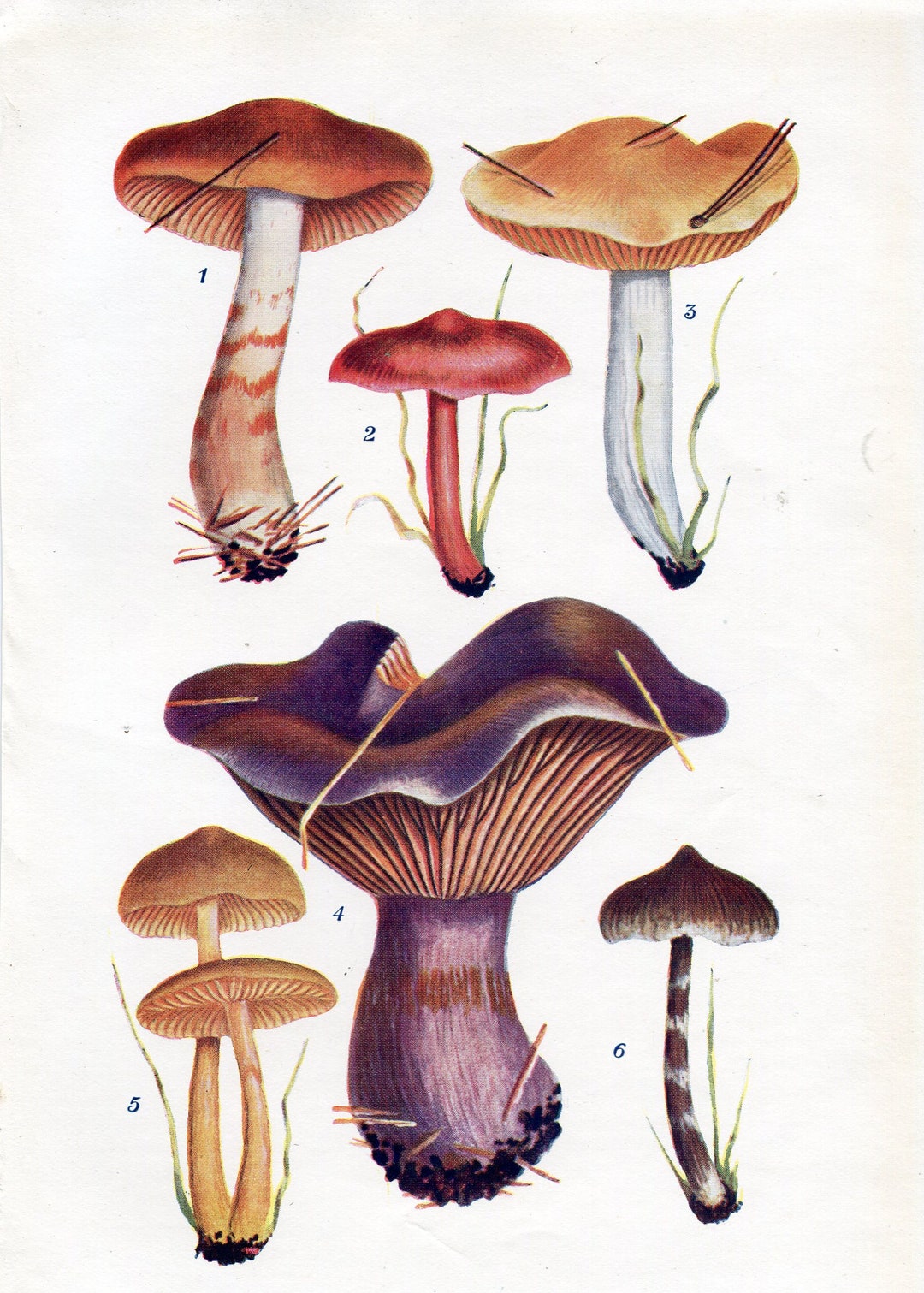 Fungi Selection Illustrated by George Massee 1911 Print - Original ...
