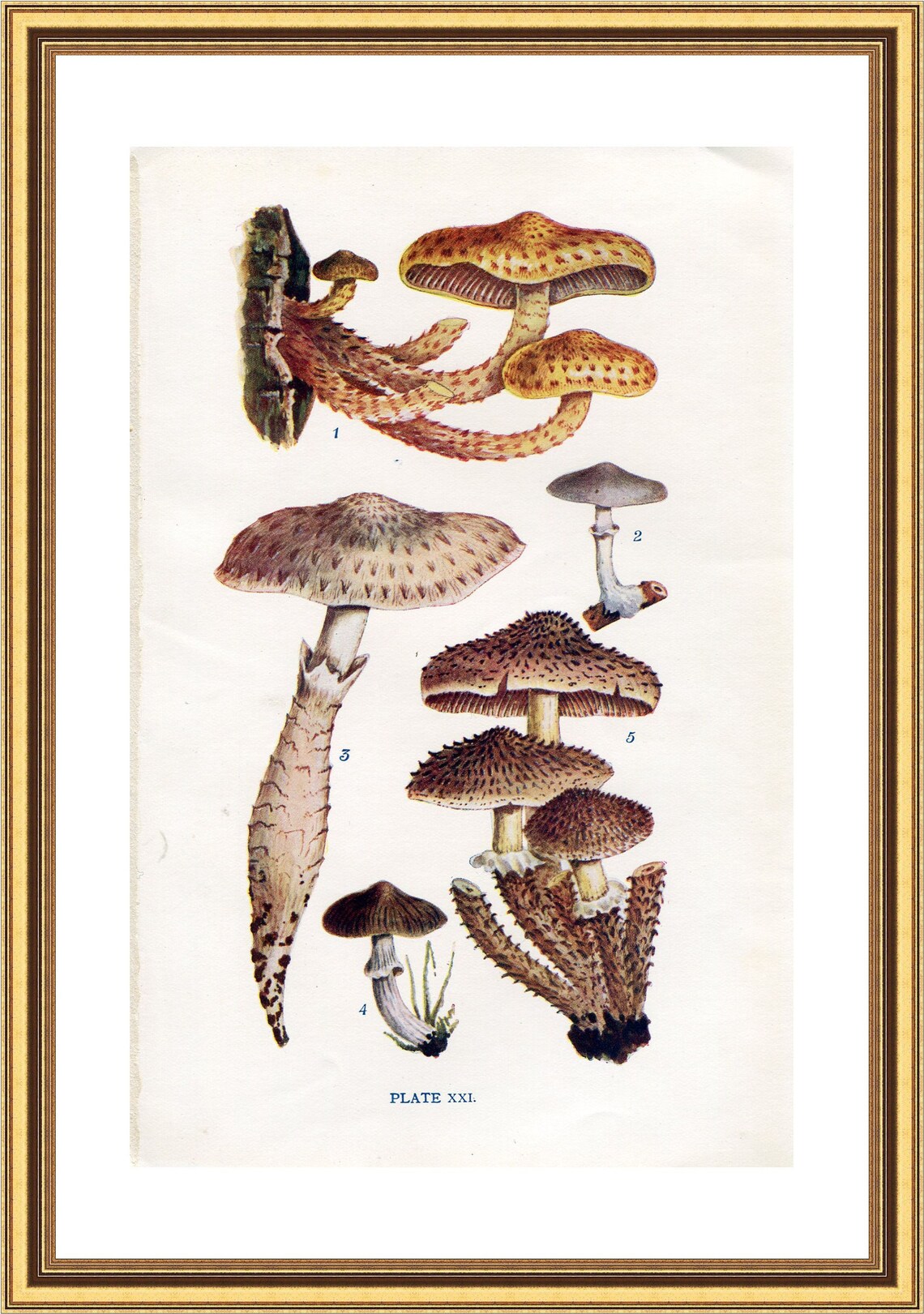 Fungi Selection Illustrated by George Massee 1911 Print Original ...