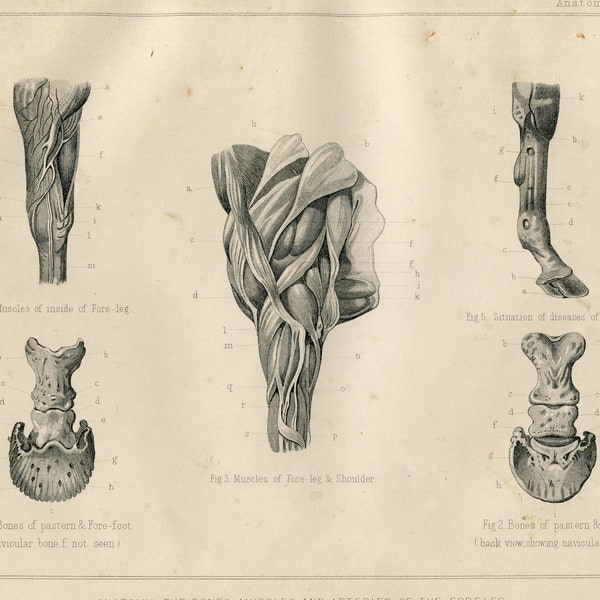 Pferd anatomie - Etsy.de