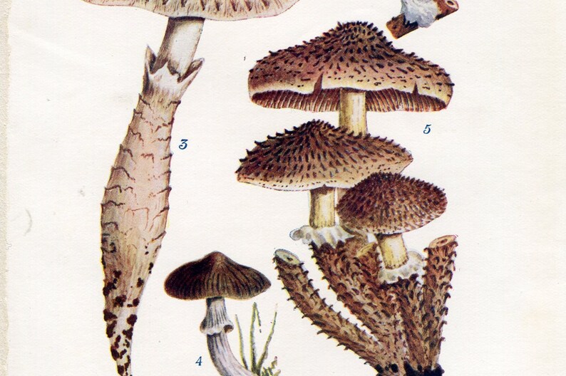 Fungi Selection Illustrated by George Massee 1911 Print Original ...