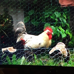 Chicken Saddle, Chicken Apron, Hen Protector, POULET WING PROTECTION ...