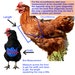 Chicken Bra, Crop Support, Pendulous Crop Support, Crop Bra, Hen Bra ...