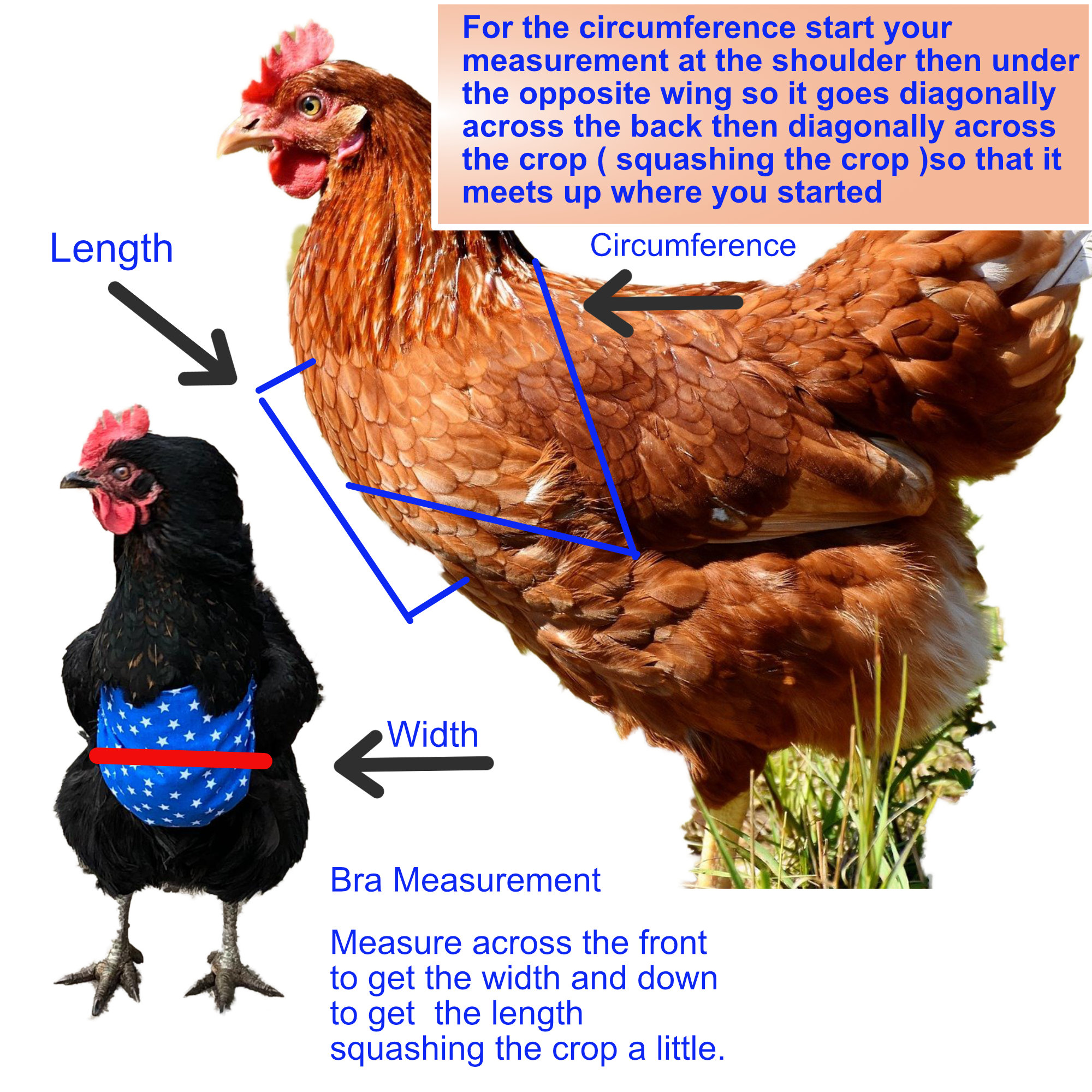 Chicken Bra Crop Support Pendulous Crop Support Crop Bra - Etsy UK
